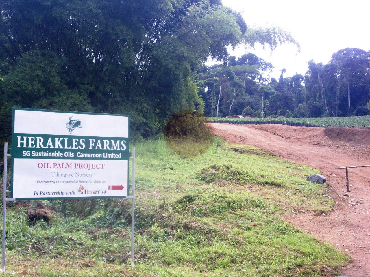 Cameroon: Stop Palm Oil Plantations from Destroying Africa’s Ancient ... Cameroon: Stop Palm Oil Plantations from Destroying Africa’s Ancient ...